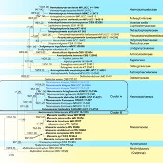 Best Scoring Raxml Tree Based On A Combined Dataset Of The Lsu Ssu