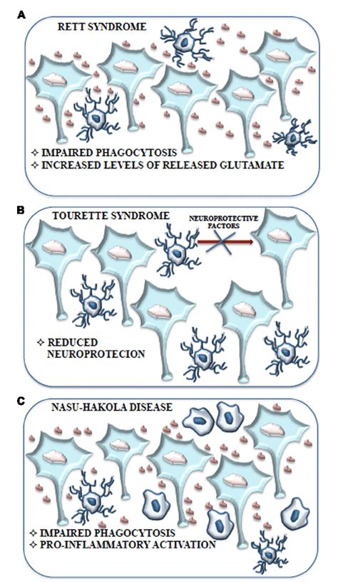 Figure 5 From The Pathophysiological Role Of Microglia In Dynamic