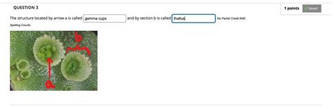 Solved Question 31 ﻿pointsthe Structure Located By Arrow A