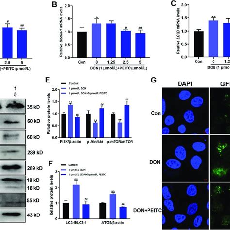 Effect Of Peitc On Don Induced Tight Junction Disorder In Ipec J2