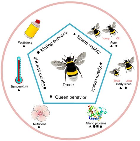 The Main Aspects Of The Reproductive Ability Of Male Bees Are Affected Download Scientific