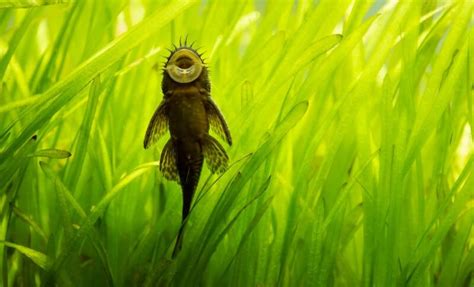 27 Meilleurs Poissons D Eau Froide Pour Votre Aquarium Sans Chauffage