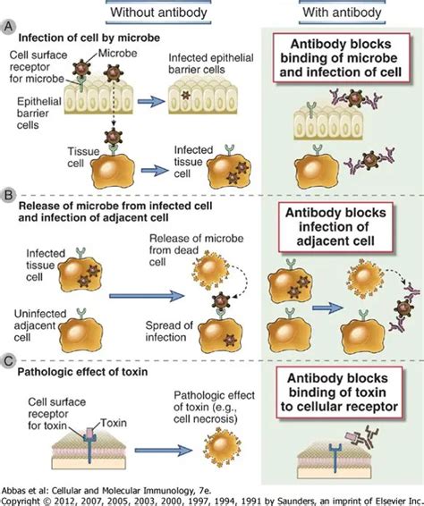 Function Of Antibodies Immunoglobulins • Microbe Online