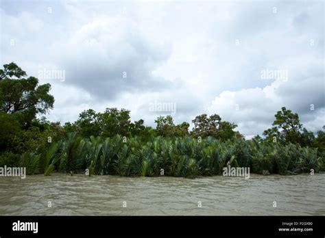 The Sundarbans A Unesco World Heritage Site And A Wildlife Sanctuary