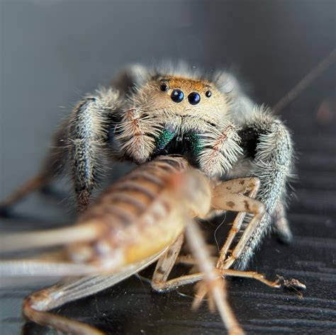 Tarantula Kat Jumping Spider Feeding Day Pine Twiggy And Delia 📸