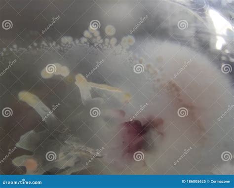 Bacillus And Fusrium Growing On Nutrient Agar Medium Stock Image Image Of Colony Experiment