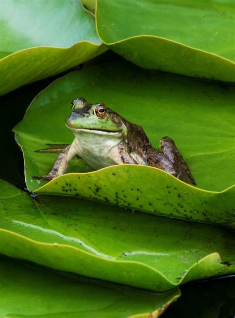 Frog The National Wildlife Federation Blog