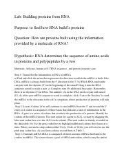 Lab Building Proteins From RNA Pdf Lab Building Proteins From RNA Purpose To Find How RNA