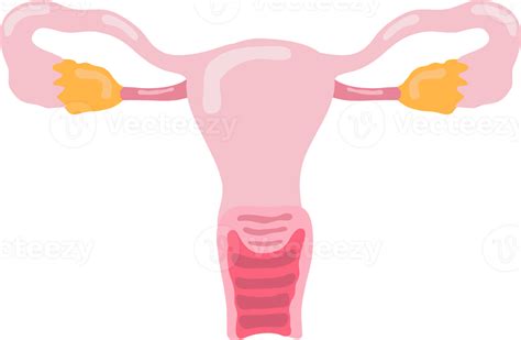 Ovario órgano Interno Humano Anatomía Png Ilustración Diseño Plano