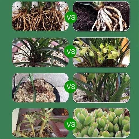 Xiop All Purpose Rooting Solution For All Plantsrooting Hormone For