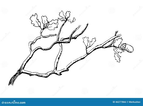 The Branch Of Oak Tree Stock Vector Illustration Of Flora 46277866