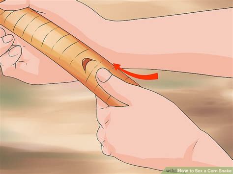 Ways To Sex A Corn Snake WikiHow