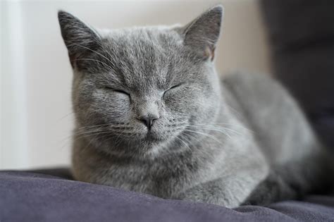 Cat Sleeping Gray Free Photo On Pixabay