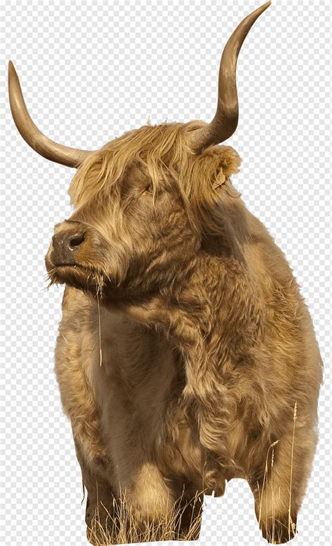 소 황소 Png Pngwing