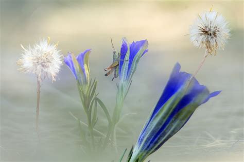 Grasshopper On Thin Twig Of Plant Free Photo Bgodw2 Noun Project
