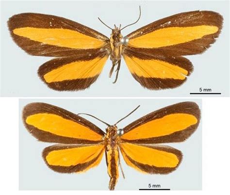 The Difference Between Batesian And Mullerian Mimicry Difference Between The Difference