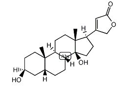 蟾酥センソその二 生薬のはなし どうき息切れ気つけに 救心製薬株式会社