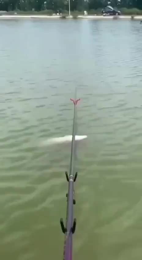 I Think That Fish Is Mocking You Album On Imgur