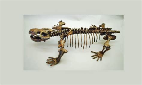 Dicynodont Skeleton Mounted Replica Skeletonsandskulls