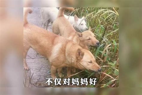 中华田园犬，一只乖巧懂事的大黄！