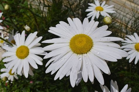 꽃 데이지 봄 Pixabay의 무료 사진 Pixabay