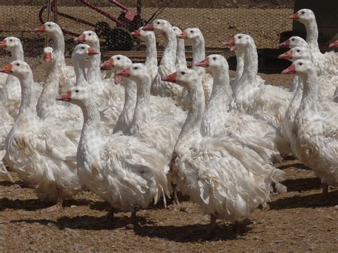 Metzer Farms Duck And Goose Blog Sebastopol Geese