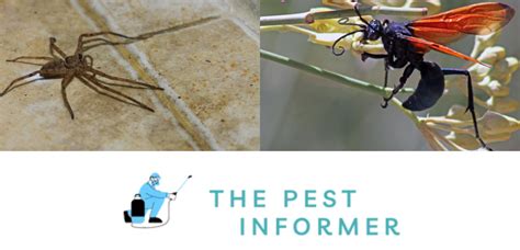 What Eats Spiders All About 7 Predators Of Spiders The Pest Informer