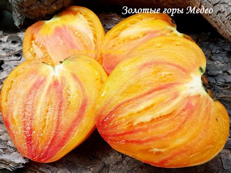 Томат Золотые горы Медео: ОТЗЫВЫ (10), фото, урожайность