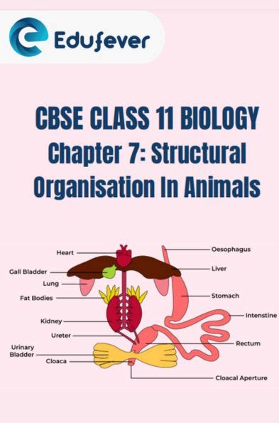 Cbse Class 11 Biology Structural Organisation In Animals Notes