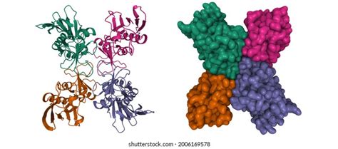 Structure Streptococcal Pyrogenic Exotoxin A1 3d Stock Illustration 2006169578 Shutterstock