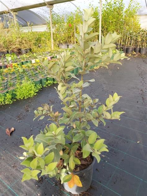 Metrosideros Thomasii ‘nz Christmas Bush 200mm Camden Nurseries