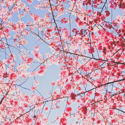 Stream Spring Day By Bts English Cover Lyrics By Silv3rT3ar By Hani Listen Online For Free