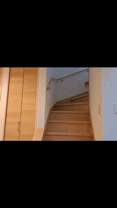 鳴きながら階段を降りてくる短足猫 マンチカン 猫の鳴き声 Shorts Youtube