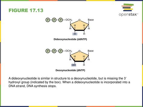 Chapter 17 Biotechnology And Genomics Ppt Download