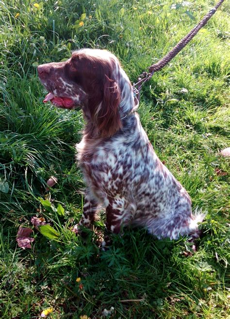 Perros Irimendi Setter