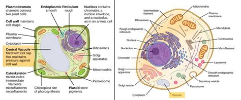 Vacuoles — Structure And Function Expii