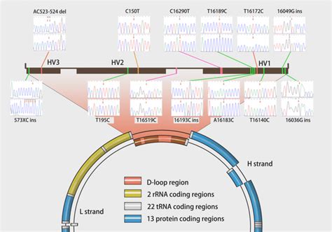 Structural Overview Of Mtdna And Significant D Loop Polymorphisms In