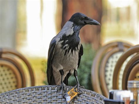 Cheeky Crow Digital Art By Sam Adams Pixels