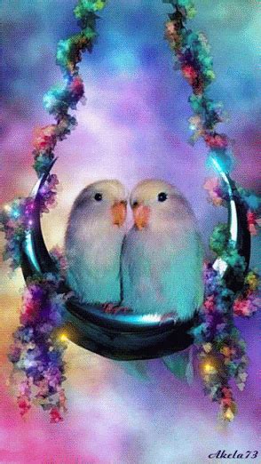 Budgie Bliss  On Imgur