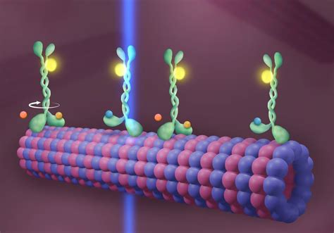 High Resolution Microscope Watches Proteins Strut Their Stuff The