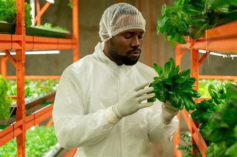 녹색 시금치 모종을 들고 아프리카 민족의 현대 농업공학자 수직 농법에 대한 스톡 사진 및 기타 이미지 수직 농법 비닐하우스 엔지니어 Istock