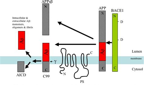 Figure 1 From The Role Of Amyloid Precursor Protein Processing By Bace1