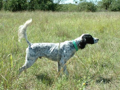 Barr Kennels Texas English Pointer English Setter Labrador
