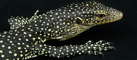 Massasauga Imports Your Source For Reptiles Amphibians And Feeders