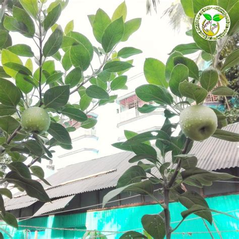 কিভাবে এবং কখন গাছ ছাঁটাই করবেন How And When To Prune Trees শখের