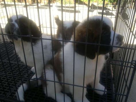 Hermosos Cachorros San Bernardos Hembras Y Machos En Cochabamba