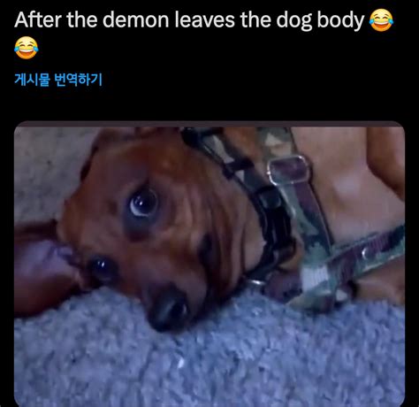 사나운 개 퇴마하는 조련사 유머움짤이슈 에펨코리아