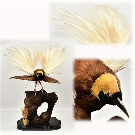 極品 伝説の鳥 極楽鳥 フウチョウ 剥製置物 状態良好 全体の高さ約57cm 科学、自然 ｜売買されたオークション情報、yahooの商品情報を
