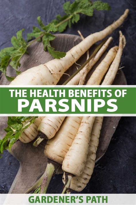 Health Benefits Of Parsnips Gardener S Path