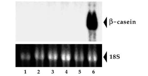Lack Of β Casein Transcript Induction In The Basal Cells Total Rna Was Download Scientific